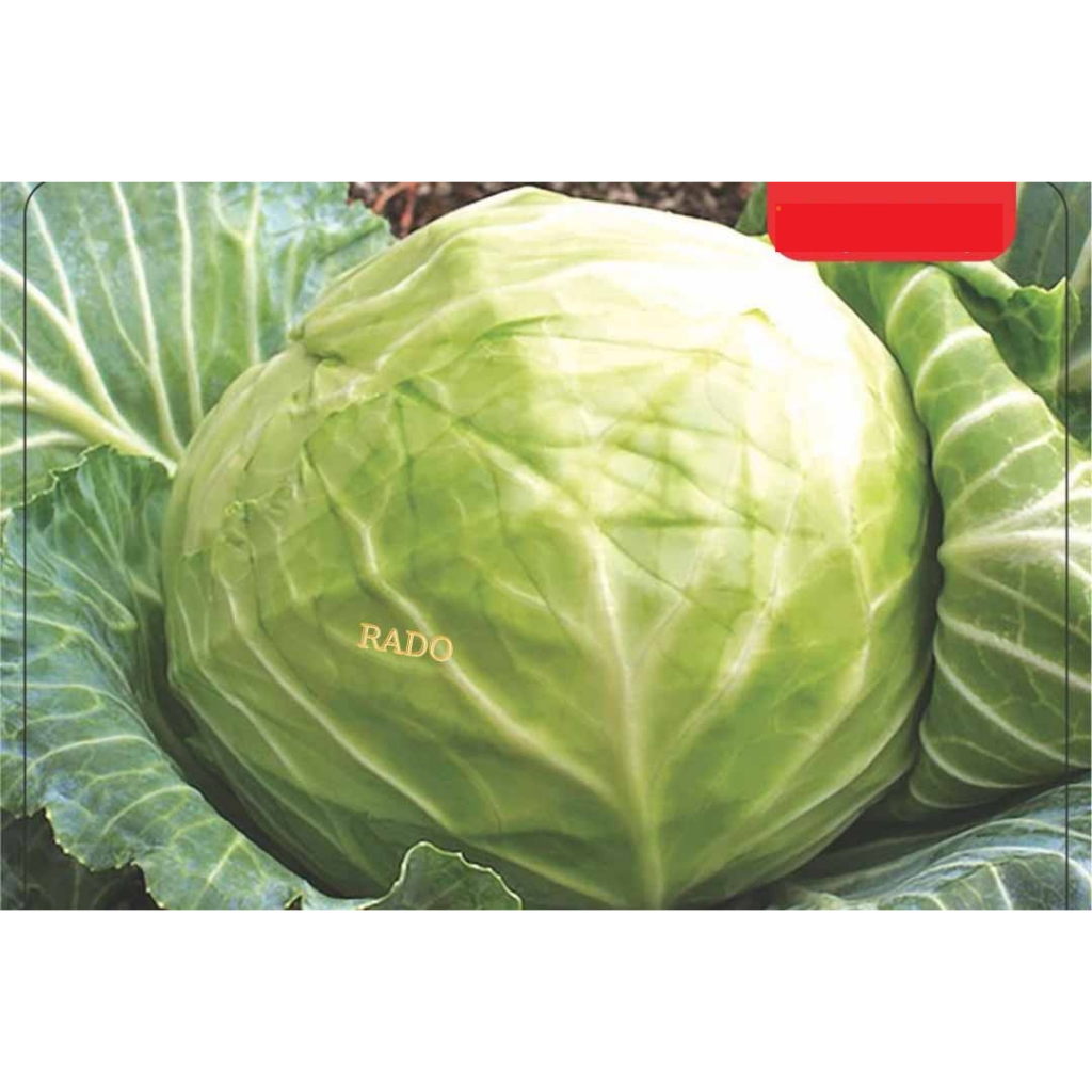 KAKA F1 Cabbage Seeds 包菜种子 一代种子Biji Benih Kobis Bulat / Biji Benih ...