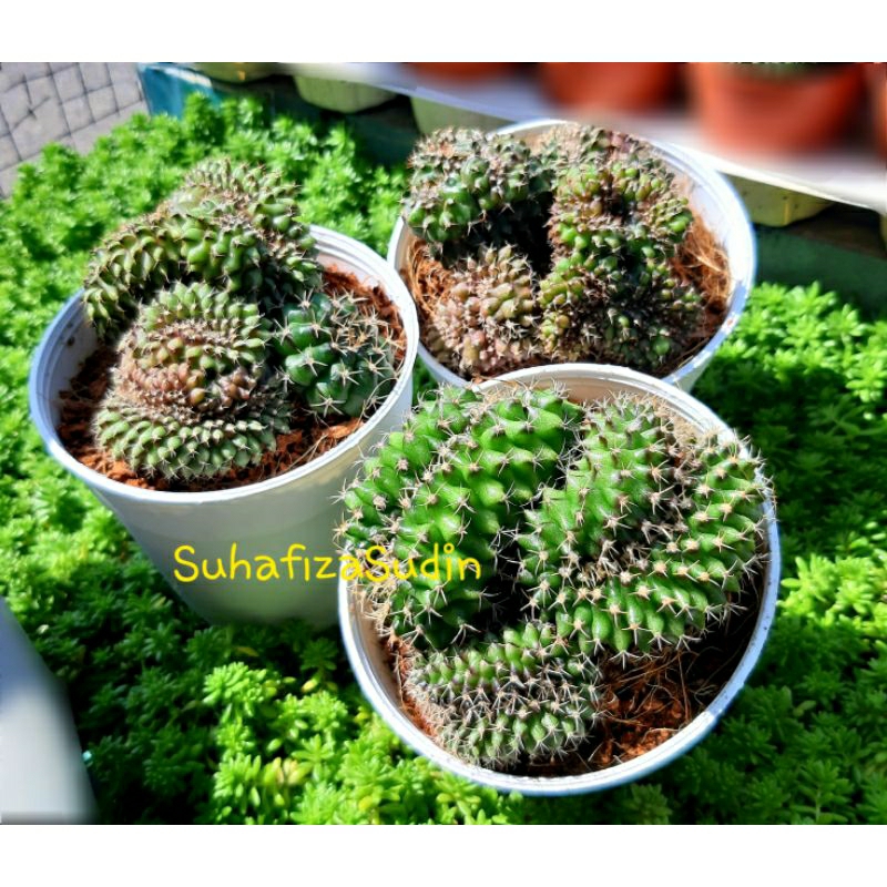 Cactus. Cristata (Saiz Pot 5.5cm) | Shopee Malaysia