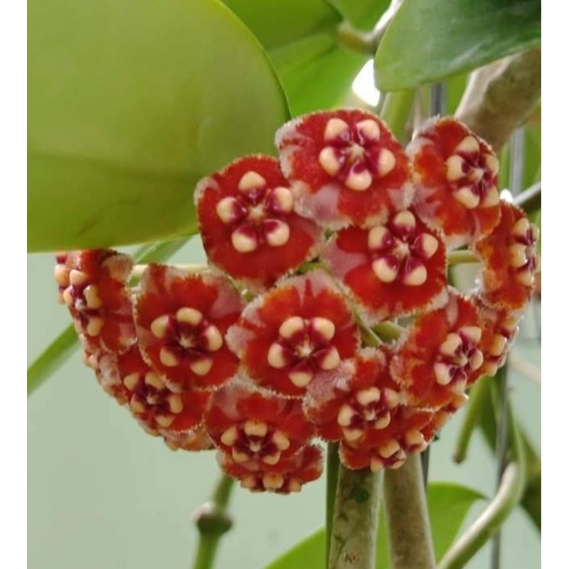 Hoya 'Meliflua' Biggest #Matured# Plants | Shopee Malaysia