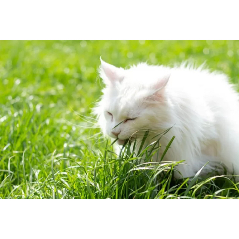 Rumput Pendol Helikopter Untuk Kucing Sakit Parvo | Shopee Malaysia