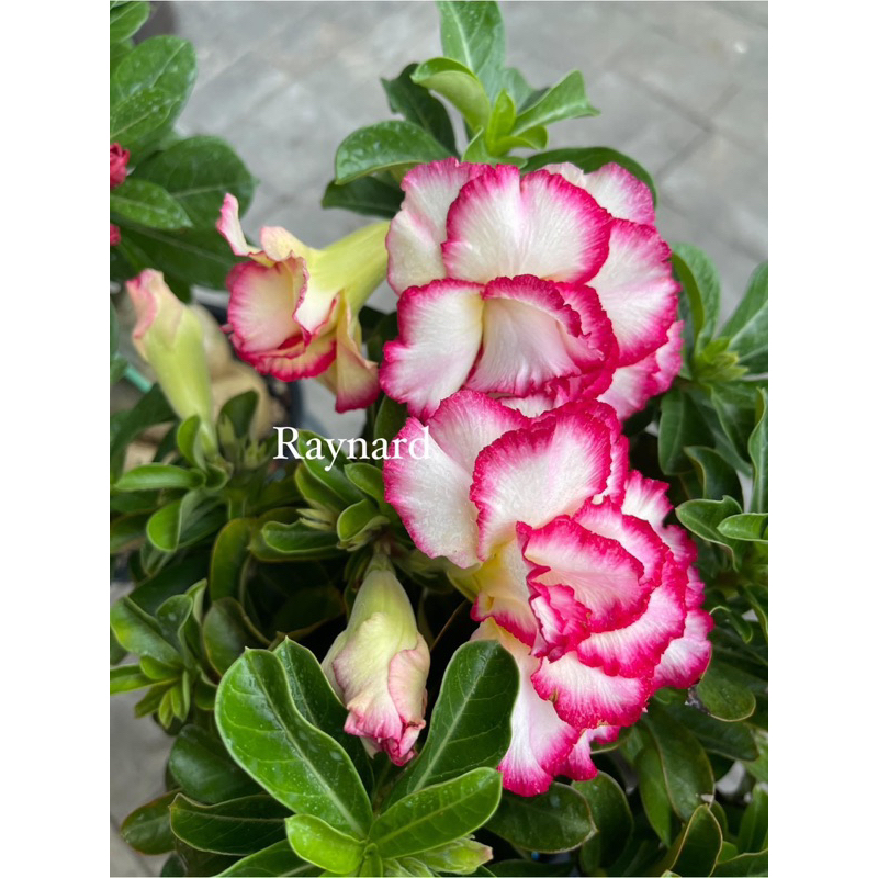 泰国花色（Ploy Sa Kon）Thailand Flower（Ploy Sa Kon） | Shopee Malaysia