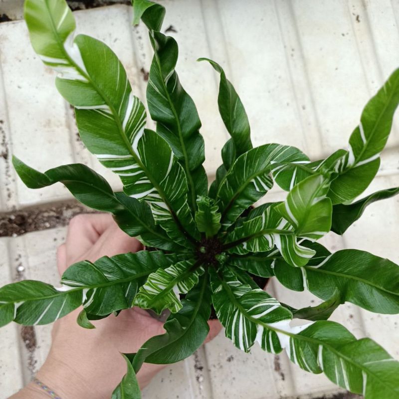 [LIVE PLANT] Asplenium Nidus Variegated Fern斑叶鸟巢蕨 | Shopee Malaysia