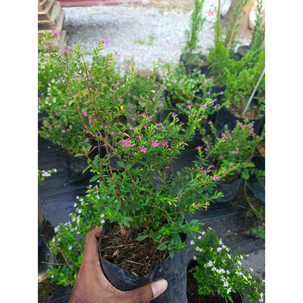 Anak Pokok Churea Dalam Polybag | Shopee Malaysia