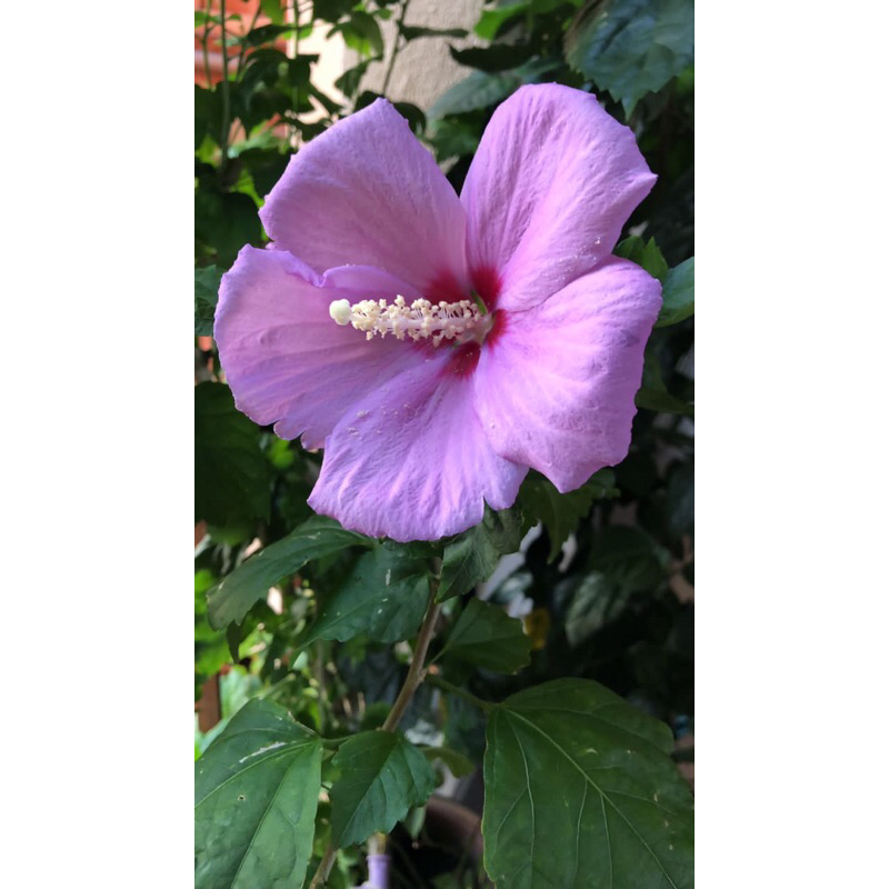 Keratan Bunga Raya Purple / Purple hibiscus Plant / Rose of Sharon ...