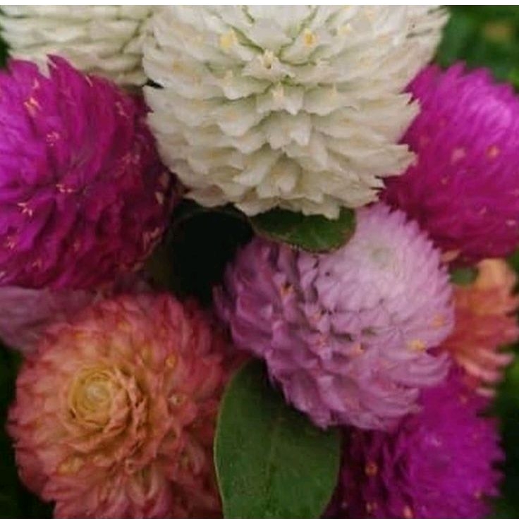 mix benih Bunga butang (50/60 pcs) salmon/bicolor/purple/rose flower ...