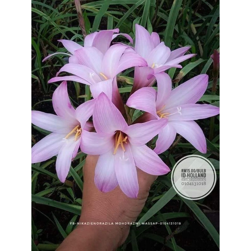 Rain lily kampung dan hybrid Thailand ( tahan panas)direct matahari | Shopee Malaysia