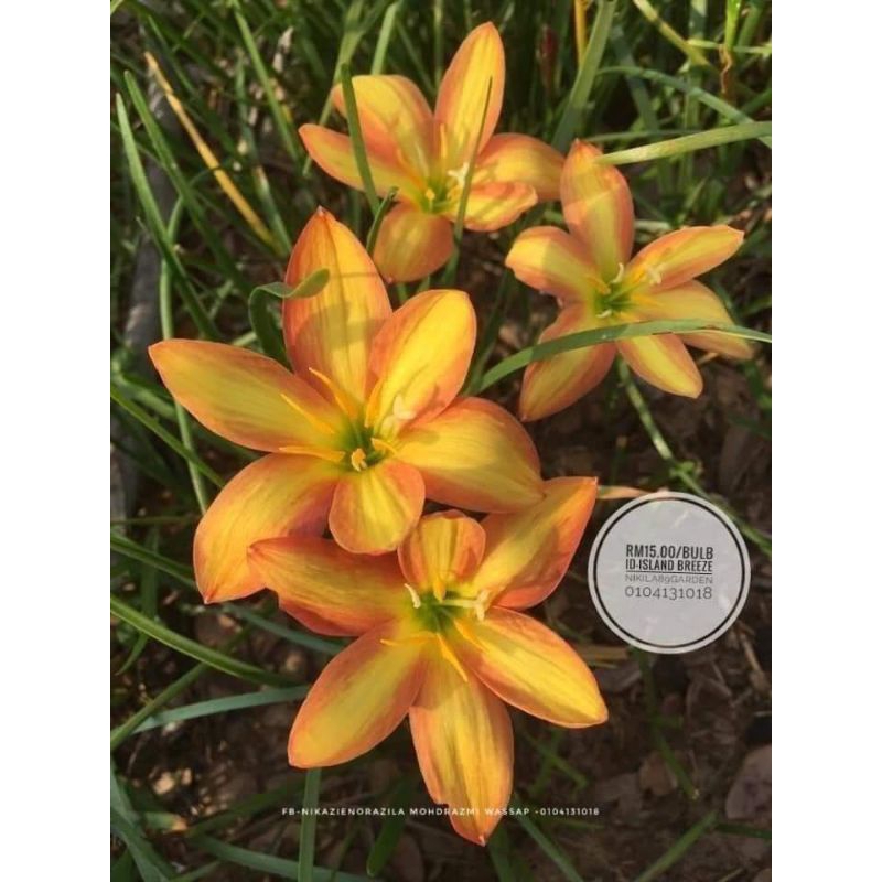 Rain lily kampung dan hybrid Thailand ( tahan panas)direct matahari | Shopee Malaysia