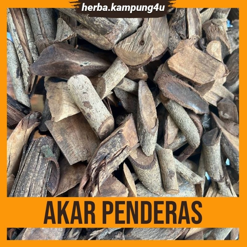 [ AKAR PENDERAS / GAJAH TARIK] - Merawat Mati Pucuk, Lemah Tenaga Batin ...