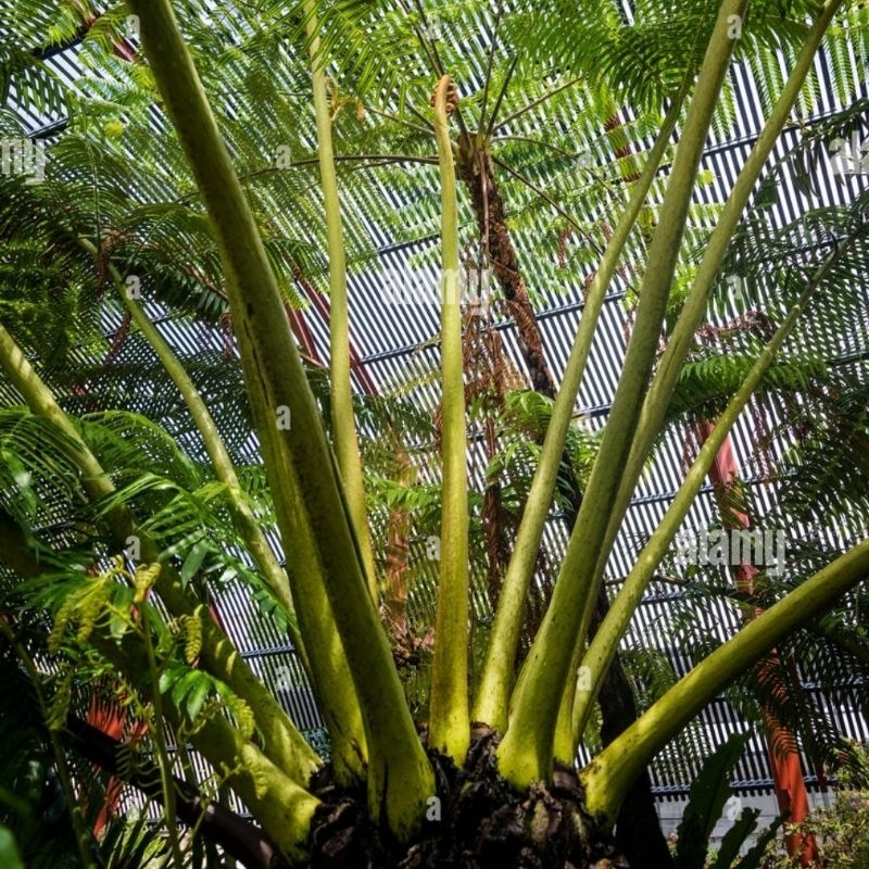 KING FERN/ANGIOPTERIS EVECTA/PAKU PAKIS GAJAH | Shopee Malaysia