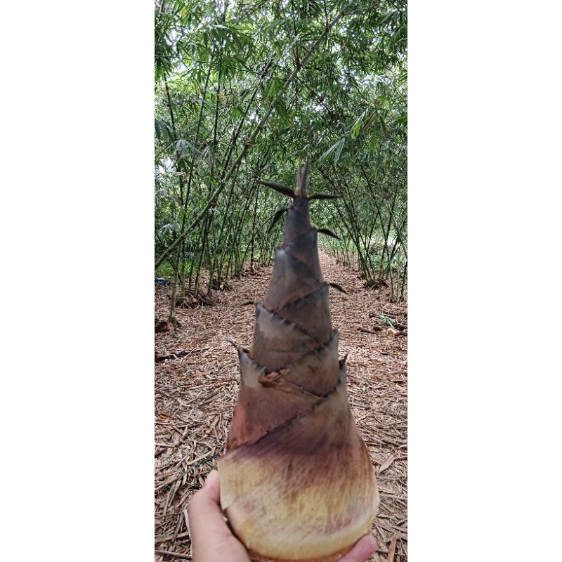 Rebung Sayur/Bamboo Shoots 1kg 🇲🇾🇹🇼 Taiwan Breed (Fresh Ready Stock ...