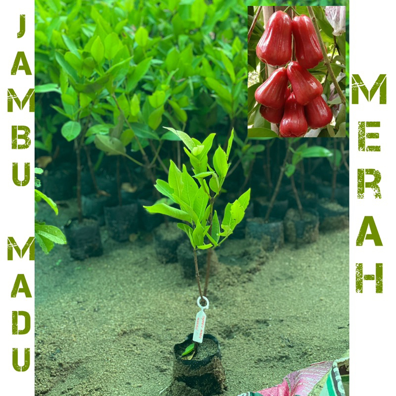 Jambu madu merah ( hybrid ) cepat berbuah thai / jambu madu merah thai ...