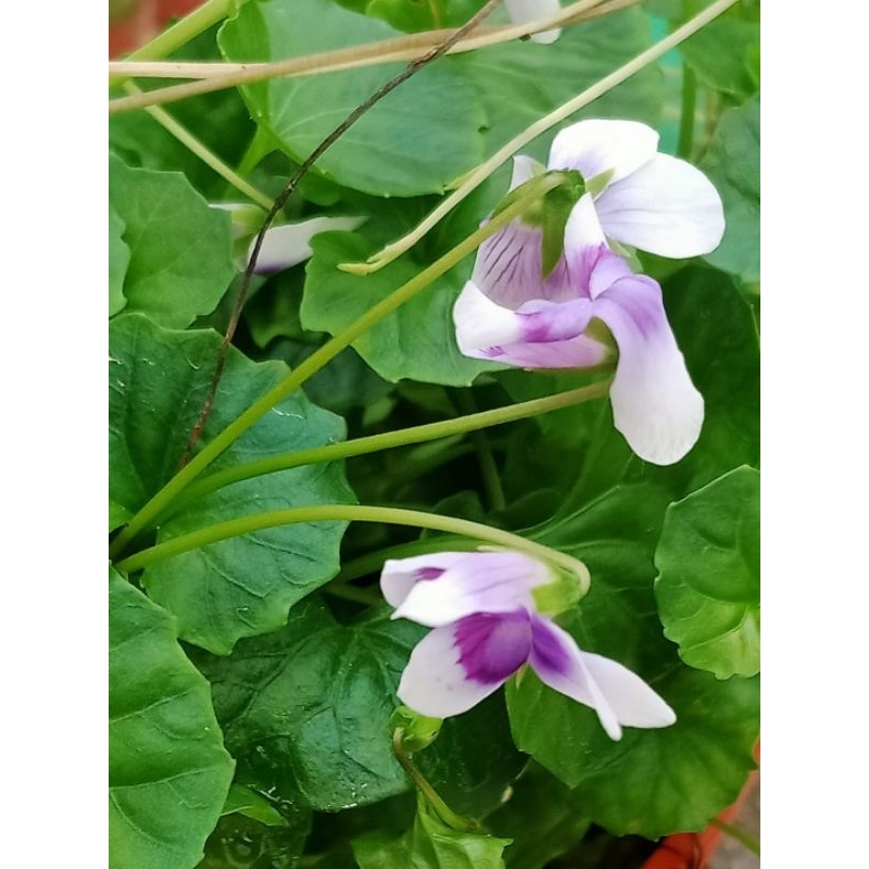Pokok Herba Ulam Pegaga bunga ungu | Shopee Malaysia