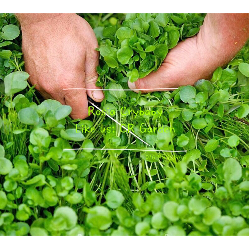 Watercress 30 Seeds 西洋菜30粒 (Plant Height: 20-30cm, Plant With Peat Moss ...