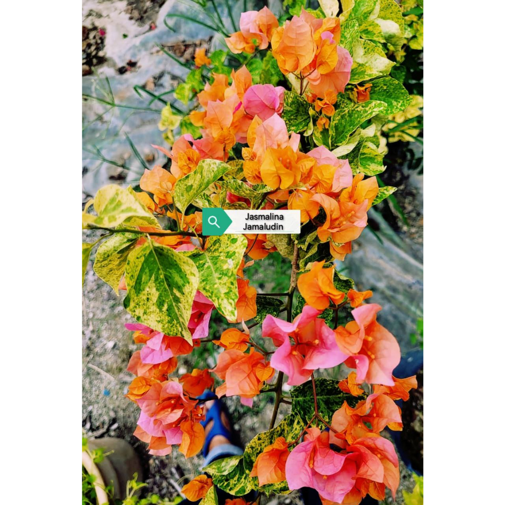 Bunga Kertas Bougainvillea Snow Oren | Shopee Malaysia