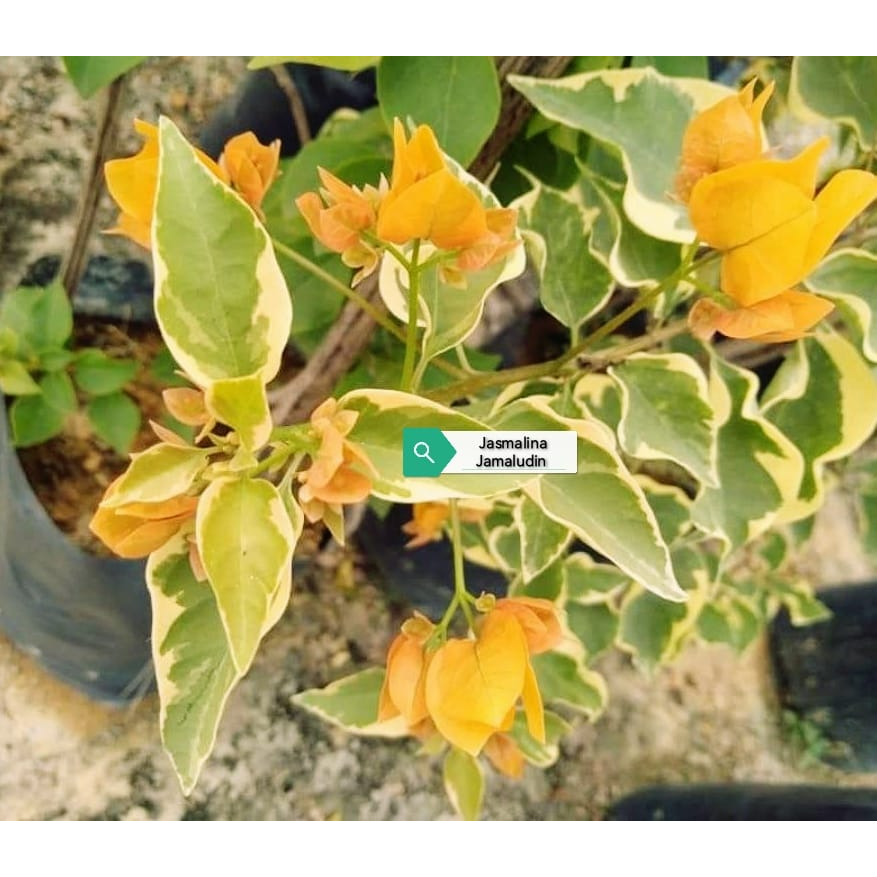 Bunga Kertas Bougainvillea Batik Kuning | Shopee Malaysia