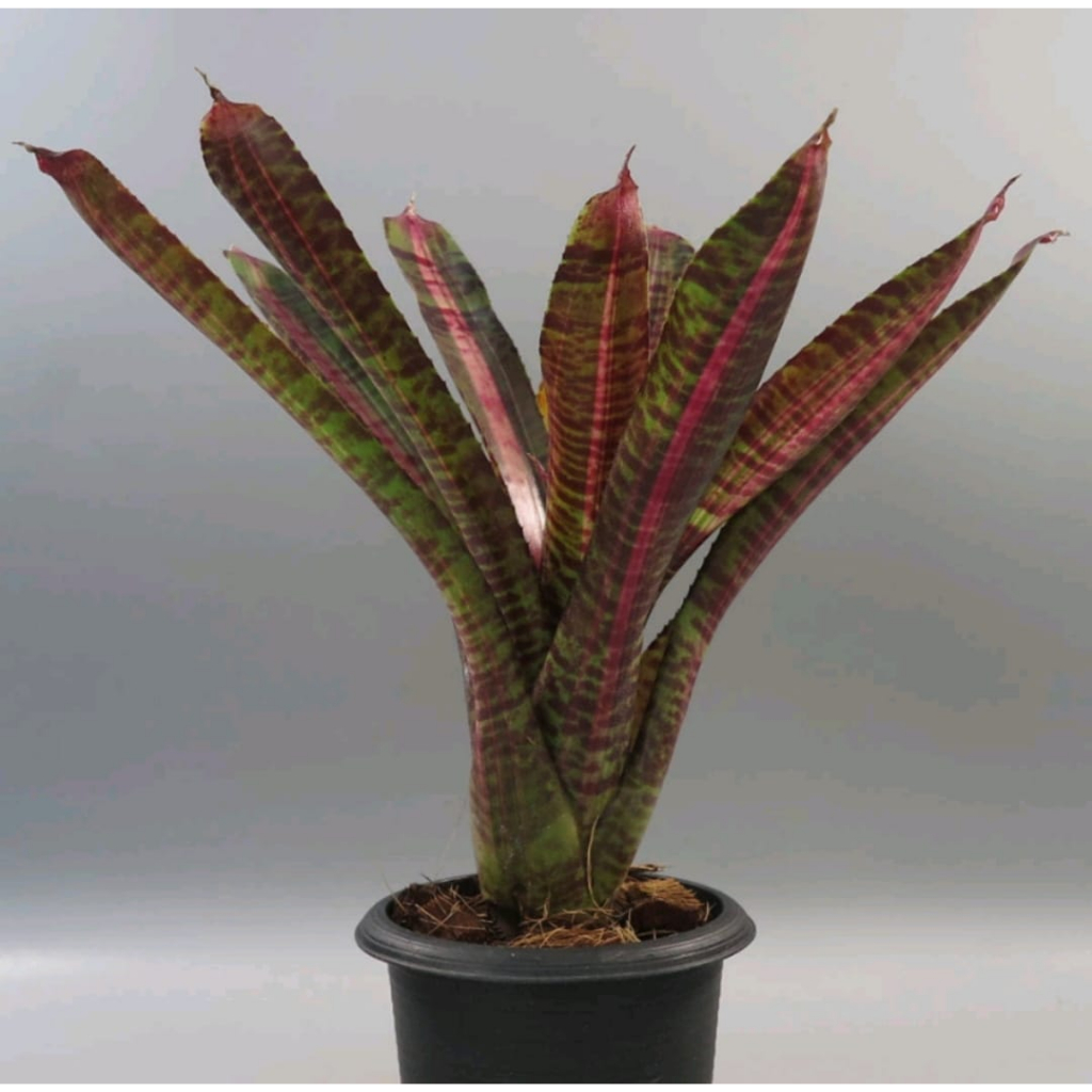 [READYSTOCK] Neoregelia's / Bromeliad's for * Terrarium / Vivarium * 12 ...