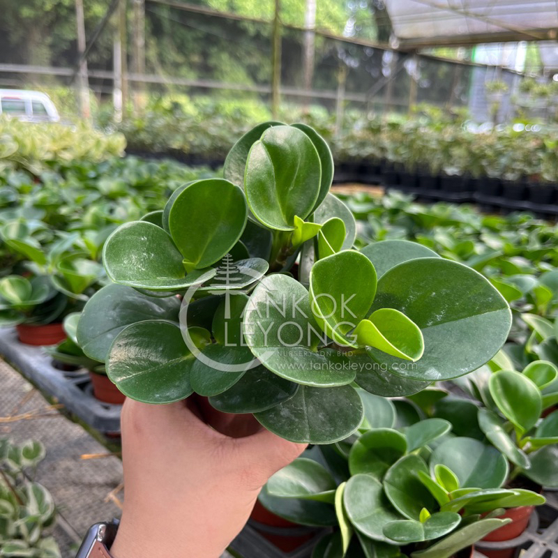 TKL - Peperomia Caperata Burgundy/Emerald/Green/Obtusifolia Variegated ...