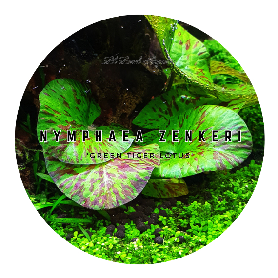 [Aquatic Plant] ADA Green Tiger Lotus Nymphaea Zenkeri Low Tech Plants ...