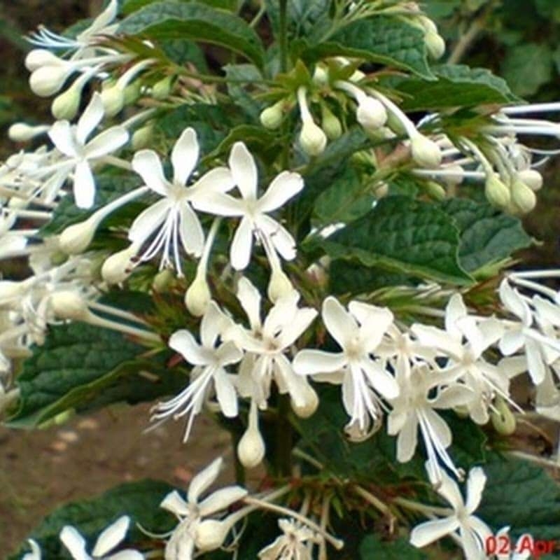 Pokok Bunga Wangi Clerodendrum Calamitosum kembang bugang white ...
