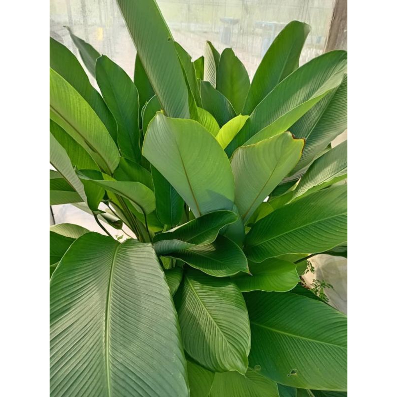 Daun lerek 7pcs oder baru petik | Shopee Malaysia