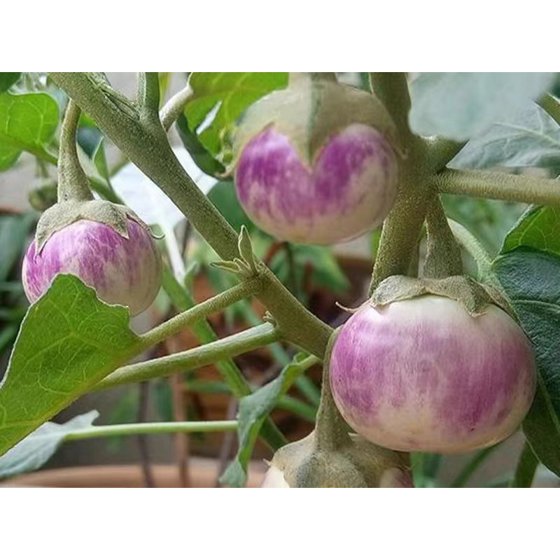 25 SEED -Mini Purple Round Eggplant seed | Biji Benih Terung Ungu Bulat ...