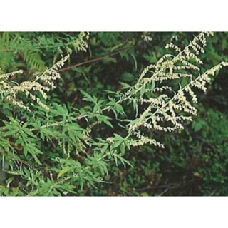 Anak Pokok Herba Jeramin / Jeremin Mugwort Plant / 艾草幼苗 | Shopee Malaysia