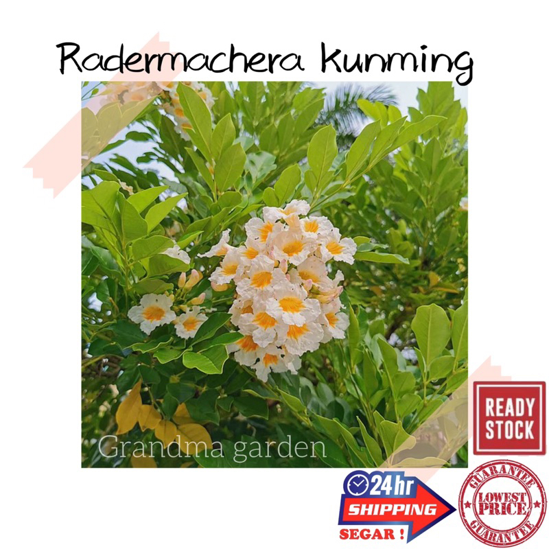 (GG real plant) radermachera kunming ^ dwarf jasmine Pokok hidup hiasan ...