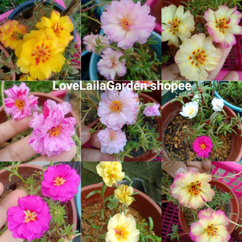 ROSE JEPUN HYBRID MOSS ROSE MIX •50 BIJI BENIH•SEED• | Shopee Malaysia