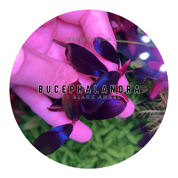 [Aquatic Plant] Bucephalandra Sp Black Angel Dark Metallic Submerged Rare Plants Bucep Buce ...
