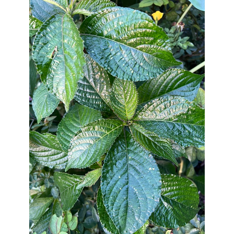 Pecah Beling - Pokok Herba Tradisional | Shopee Malaysia