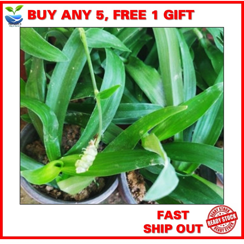 Rumput Beijing / Rumput Siti Khadijah / Rumput Cina / China / Angel ...