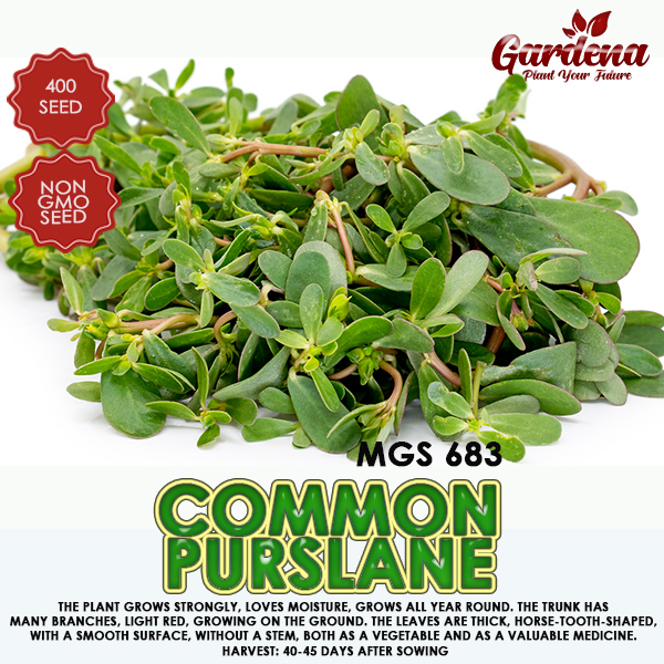 400 BIJI BENIH PORTULLACA COMMON PURSLANE OR GELANG PASIR OR RUMPUT ...