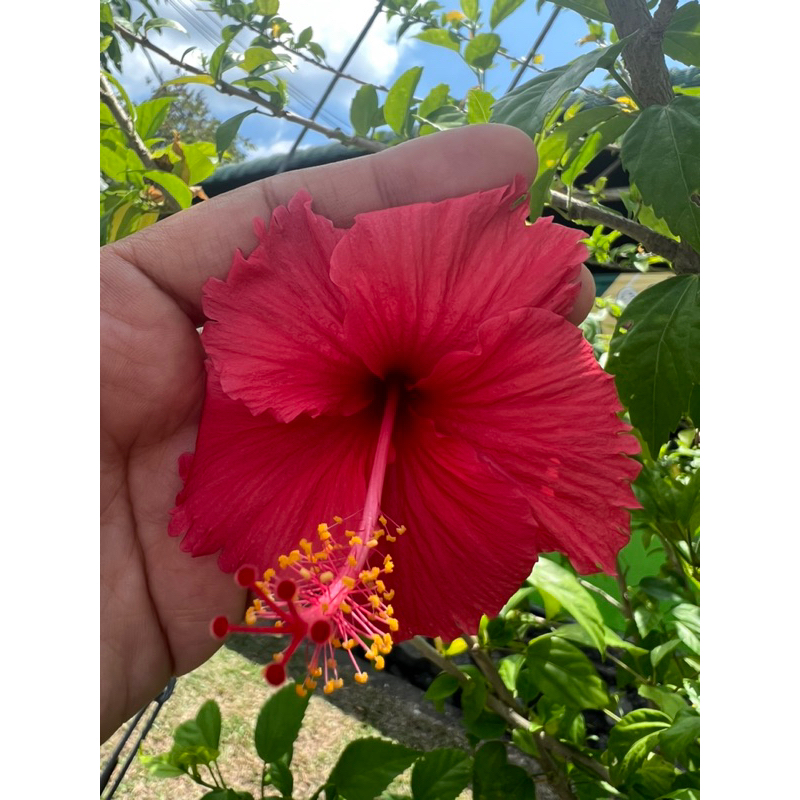 Pokok Bunga Raya Real Plant / Red Hibiscus / Bunga Raya Bunga Merdeka ...