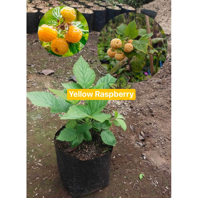 Raspberry Plant / Yellow Raspberry / European Red Raspberry / Tayberry ...