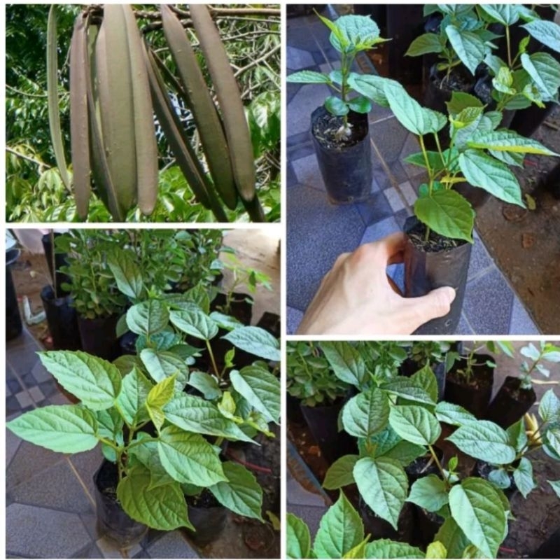 Anak Pokok Beko /Beka /Ulum Molar/Oroxylum indicum(Dwarf)/เพกาเตี้ยชำ ...