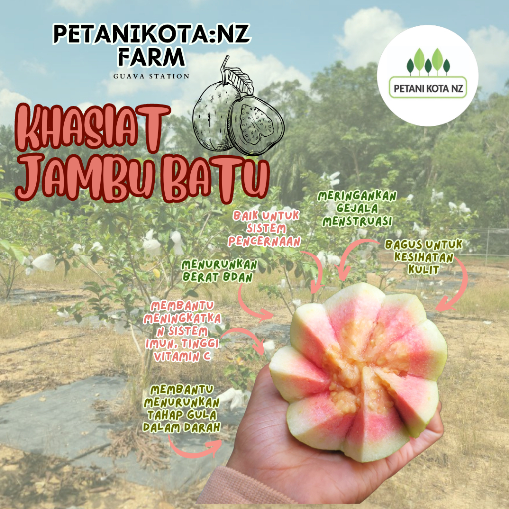 JAMBU BATU MERAH @ PINK GUAVA | Shopee Malaysia
