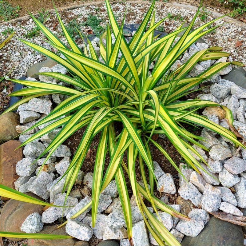Pokok Yucca/Pandan Kuning pokok hiasan laman tanpa pasu & tanah ...
