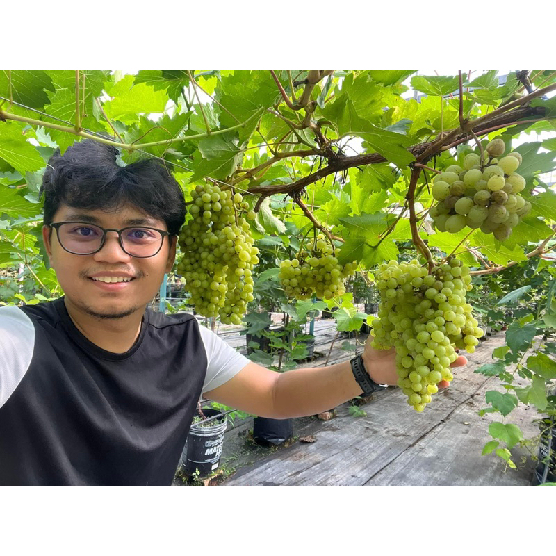 pokok/keratan anggur VELES super stabil | Shopee Malaysia