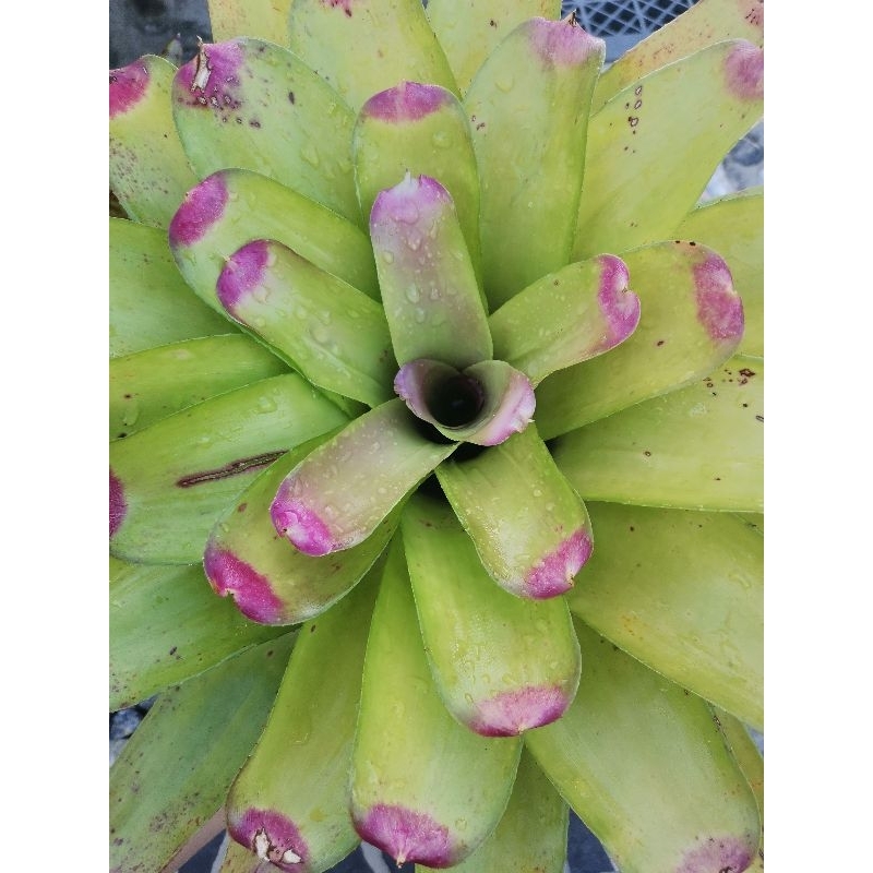 Neoregelia Bright Proud Pup (Full Sun Brom) | Shopee Malaysia