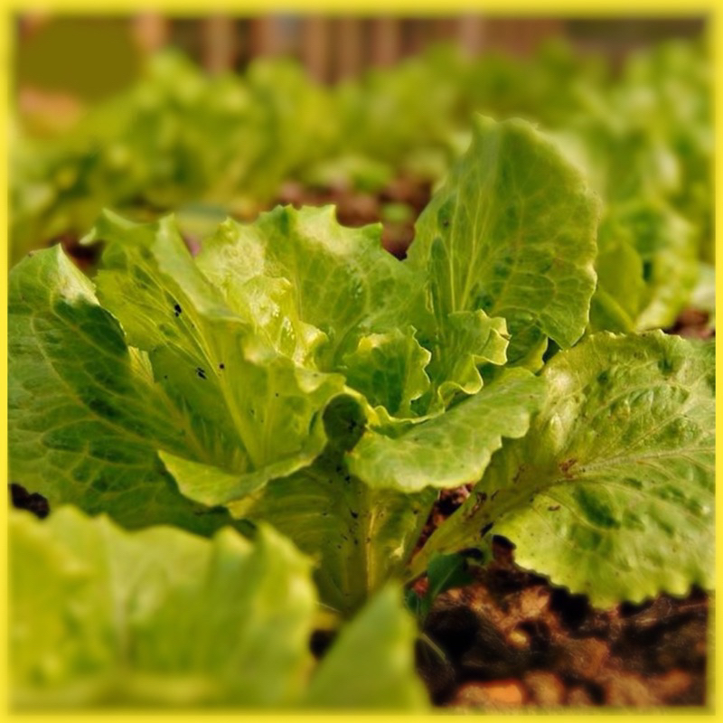 L2 Biji Benih Salad Italian (300pcs+/-) ｜ Italian Lettuce Seeds ...