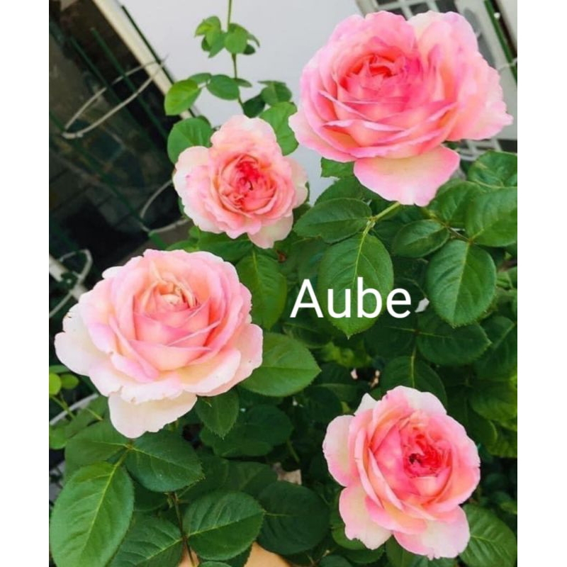 pokok ros tahan panas pelbagai ID, english rose, japan rose, ros kampung | Shopee Malaysia