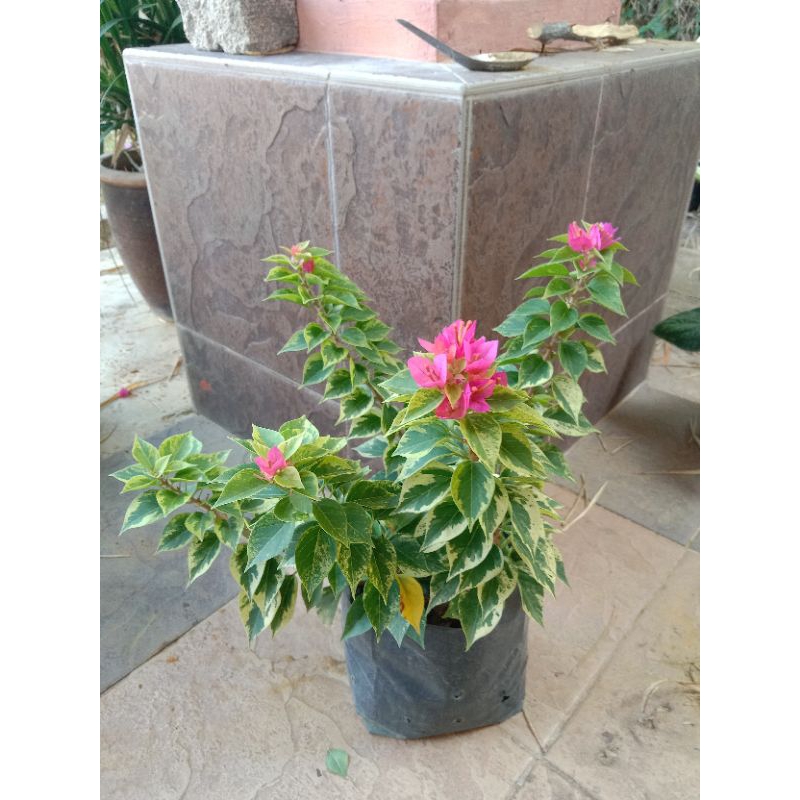 Bunga kertas Sirih Junjung Batik Pink | Shopee Malaysia