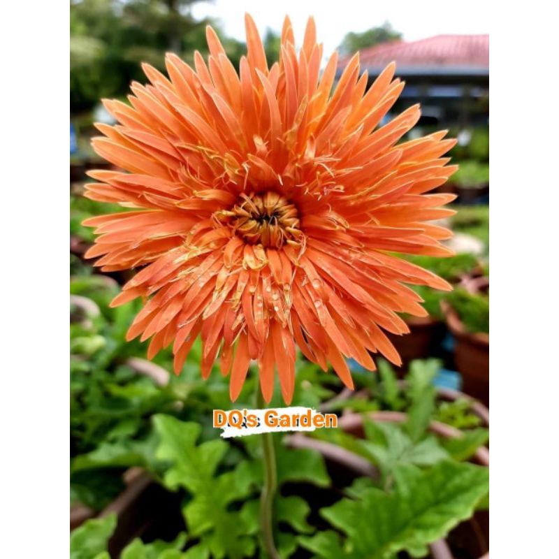 Daisy Kampung (DQ) - Oren Felda - | Shopee Malaysia
