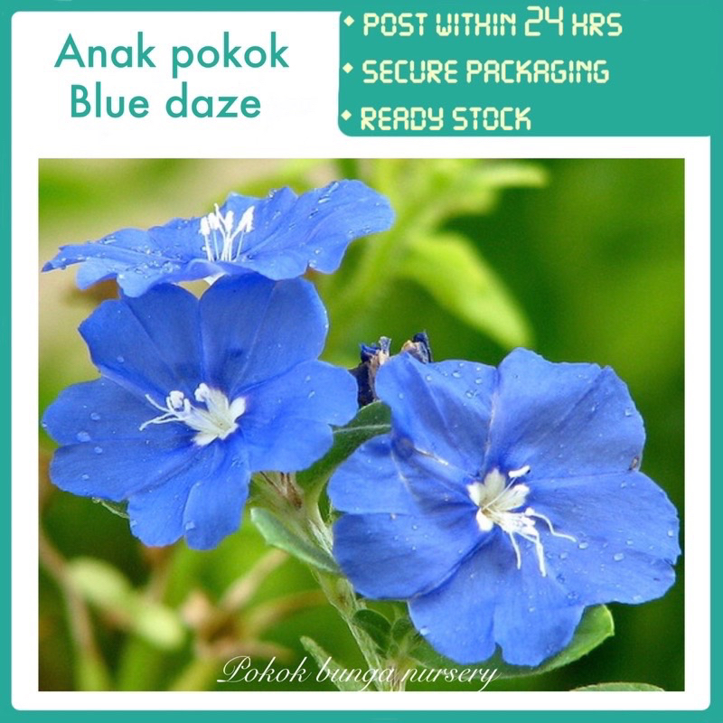 PBN - anak pokok blue daze - evolvulus glomeratus flower langit biru ...