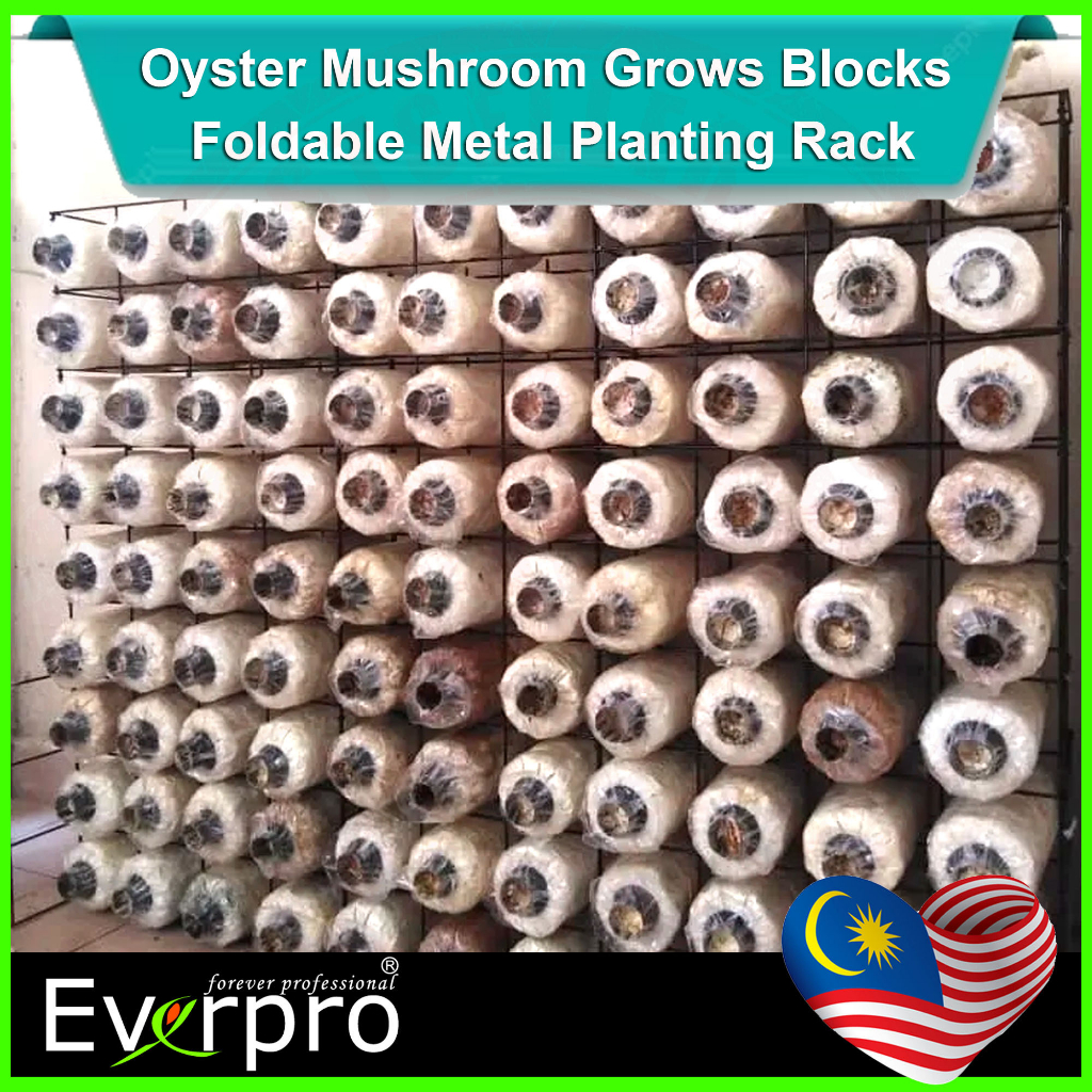 Oyster Mushroom Growing Blocks Foldable Metal Planting Rack / Rak Besi ...