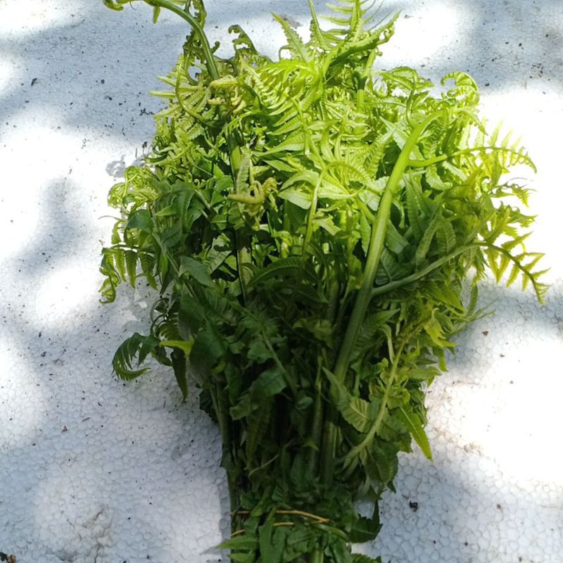 pucuk paku fresh dari ladang 1kg | Shopee Malaysia