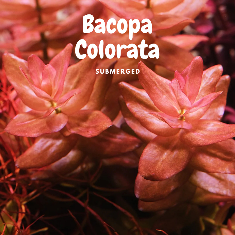 [Aqua Nature] Freshly Trimmed Bacopa Caroliniana "Colorata" (Submerged ...