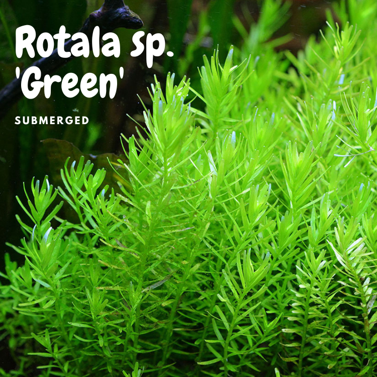 [Aqua Nature] Freshly Trimmed Rotala Rotundifolia 'Green' 青宫廷 ...