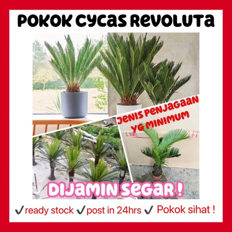 Rina • pokok Cycas revoluta • saikas paku aji palma king sago palm ...
