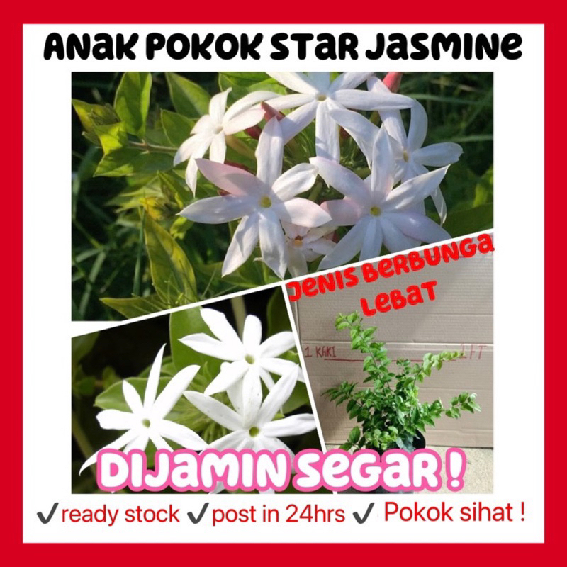 rina • anak pokok bunga star jasmine • pokok hidup live plant ...